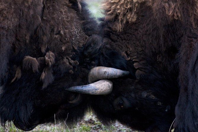 Yellowstone National Park Private Tour - Final Thoughts: Is It Worth It?