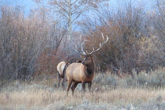 Yellowstone National Park - PRIVATE Upper Loop Tour from West Yellowstone - Analyzing the Itinerary in Detail