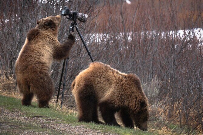 Yellowstone National Park Private Wildlife Tour - The Overview: A Full-Day Wildlife Adventure