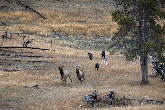 Yellowstone National Park Private Wildlife Tour - The Itinerary and Its Highlights