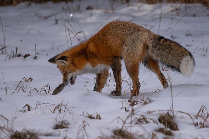 Yellowstone National Park Private Wildlife Tour - Is It Worth the Cost?