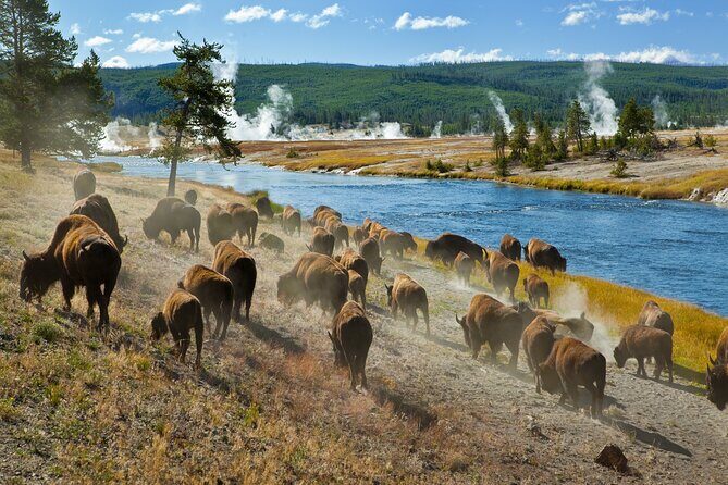 Yellowstone National Park Self-Guided Driving Audio Tour - Authentic Insights from Real Travelers