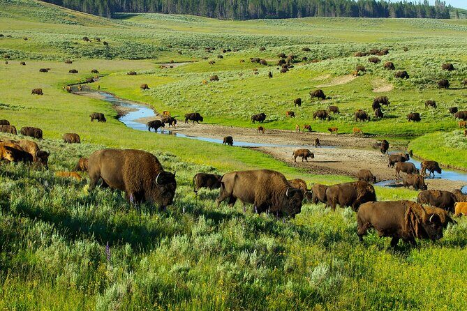 Yellowstone National Park Tour from Jackson Hole - A Deep Dive Into the Experience