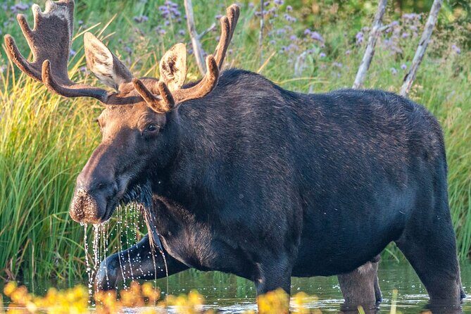 Yellowstone National Park Tour from Jackson Hole - How About the Price?