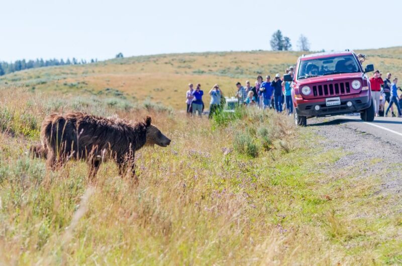 Yellowstone Old Faithful and Waterfall Tour - What We Liked and Considered