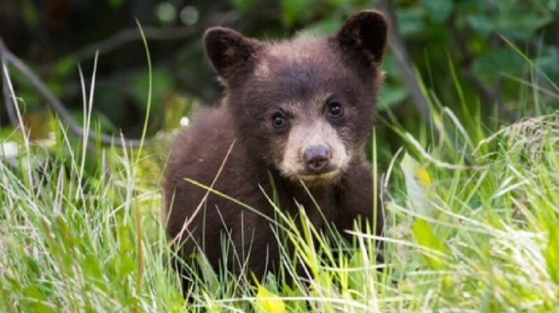 Yellowstone: Old Faithful, Waterfalls, and Wildlife Day Tour - Who Should Consider This Tour?