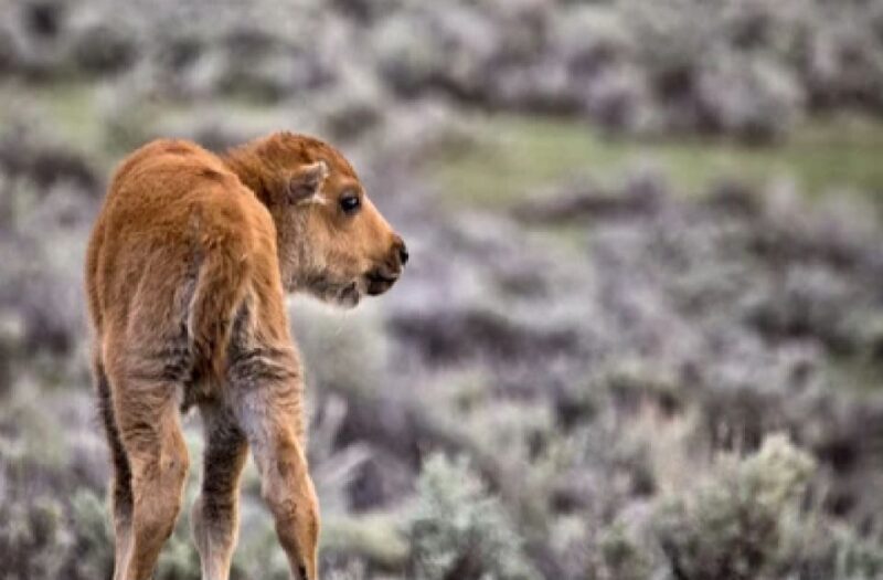 Yellowstone: Old Faithful, Waterfalls, and Wildlife Day Tour - FAQs
