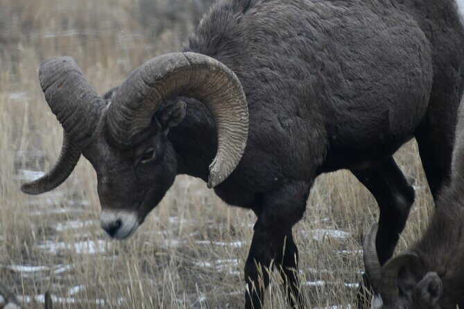 Yellowstone Park Private Day Trip from Big Sky - Full or Half Day - Why Choose a Private Yellowstone Day Trip?