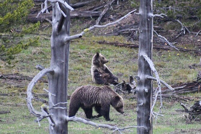 Yellowstone Park Private Day Trip from Big Sky - Full or Half Day - Who Is This Tour Best For?