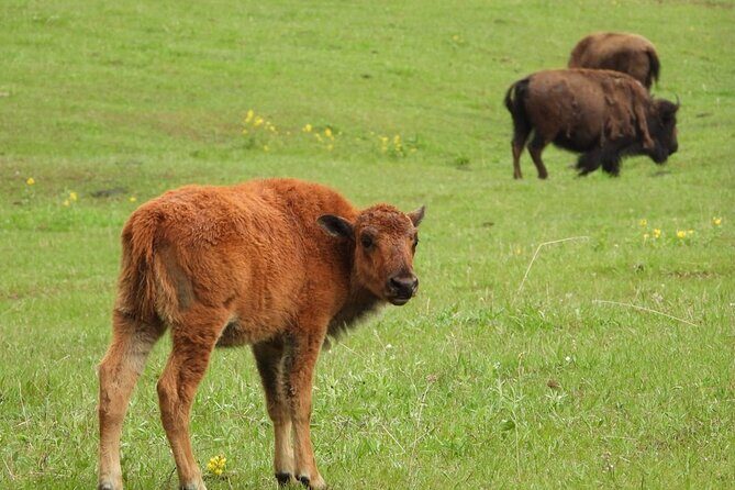 Yellowstone Private Full Day Tour - FAQs