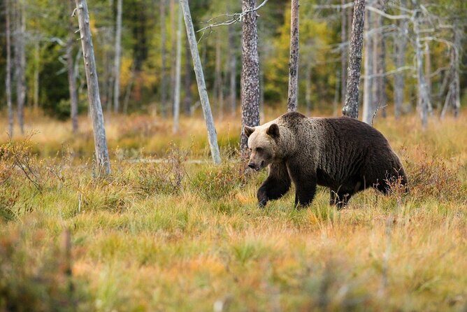 Yellowstone: Private Guided Tour - Why Choose the Yellowstone Private Guided Tour?
