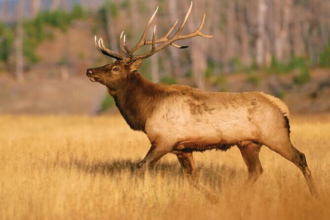 Yellowstone Private Tour Up To 14 - A Surprise Activity Included - Final Thoughts