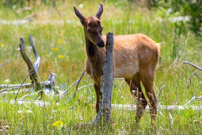Yellowstone Private Upper Loop Tour with Lunch - The Bottom Line: Is It Worth It?