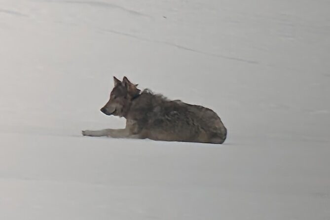 Yellowstone PRIVATE Winter SAFARI and Wolf Watching - FAQ