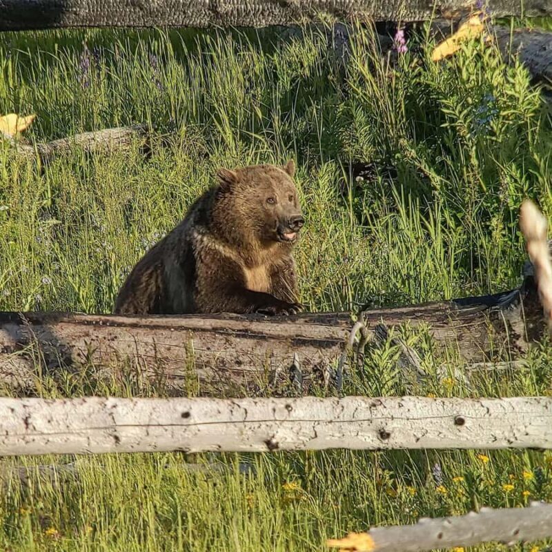 Yellowstone: Privately Guided Safari/Scenic Tour with Lunch! - What Makes This Tour Stand Out