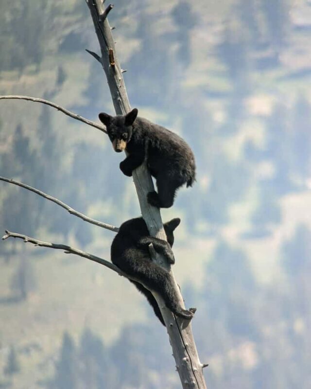 Yellowstone: Privately Guided Safari/Scenic Tour with Lunch! - Authentic Experiences and Real-World Insights