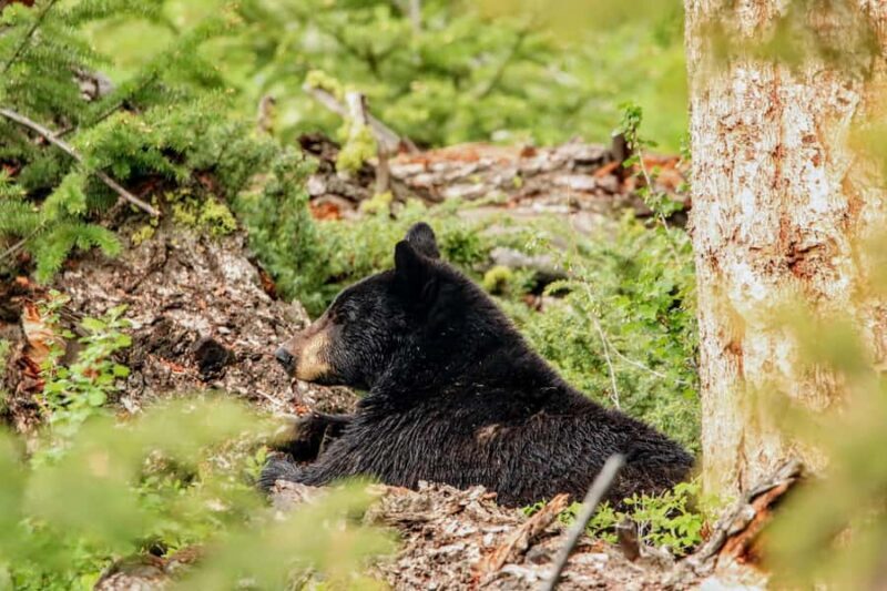 Yellowstone: Privately Guided Safari/Scenic Tour with Lunch! - FAQ