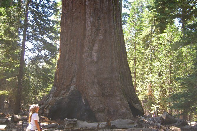 Yellowstone Rocky Mountain and California Desert 11 Day Explorer - Who Will Appreciate This Tour?