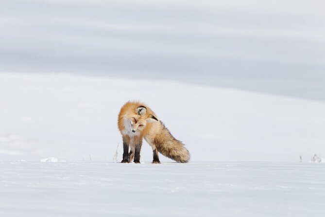 Yellowstone Snowshoe Adventure - Private Tour from Jackson Hole - The Pros and Cons of the Tour
