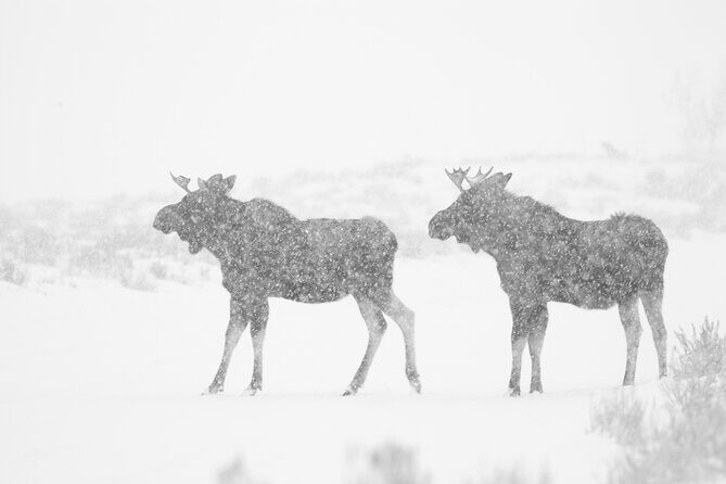 Yellowstone Snowshoe Adventure - Private Tour from Jackson Hole - Who Will Love This Tour?