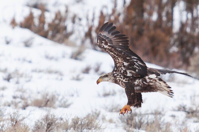 Yellowstone Snowshoe Safari from Bozeman - Private Tour - Why Choose the Yellowstone Snowshoe Safari?