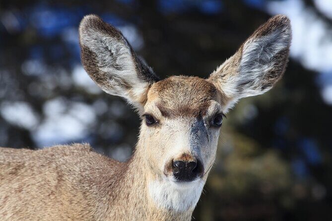 Yellowstone Snowshoe Safari from Bozeman - Private Tour - What We Love About This Tour