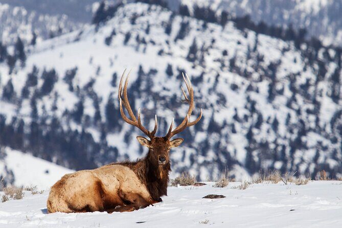 Yellowstone Snowshoe Safari from Bozeman - Private Tour - Who Should Book This Tour?