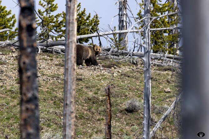 Yellowstone Wildlife and Photo Tours Upper Loop Tour From Cody - Who Should Consider This Tour?