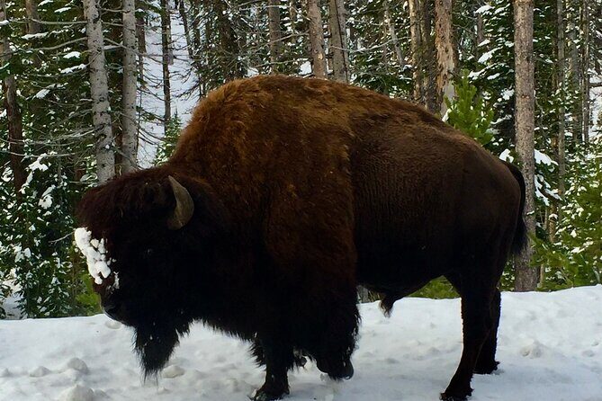 Yellowstone Wildlife and Photo Tours Upper Loop Tour From Cody - Final Thoughts