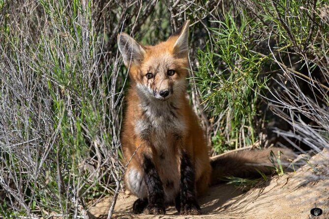 Yellowstone Wildlife and Photo Upper Loop Tour West Yellowstone - Who Is This Tour Best Suited For?