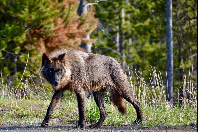 Yellowstone Wildlife and Photo Upper Loop Tour West Yellowstone - Final Thoughts: Is it Worth It?
