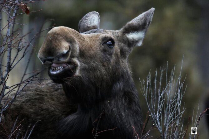 Yellowstone Wildlife and Photo Upper Loop Tour West Yellowstone - FAQs