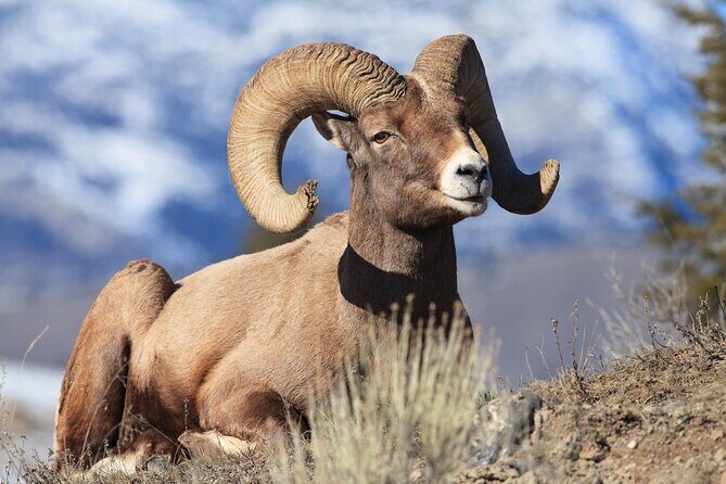 Yellowstone Wildlife Safari from Bozeman - Private Tour - The Highlights of the Yellowstone Wildlife Safari
