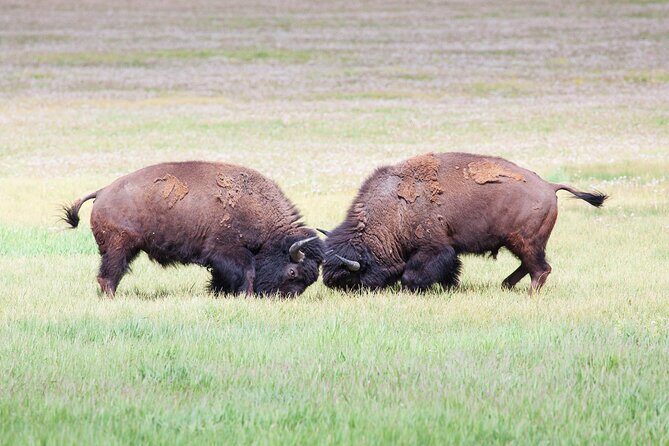Yellowstone Wildlife Safari from Bozeman - Private Tour - Authentic Experiences and Traveler Feedback