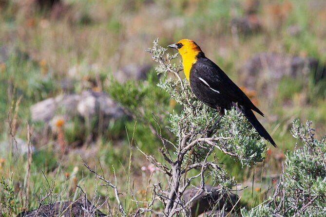 Yellowstone Wildlife Safari from Bozeman - Private Tour - Final Thoughts: Who Should Consider This Tour?