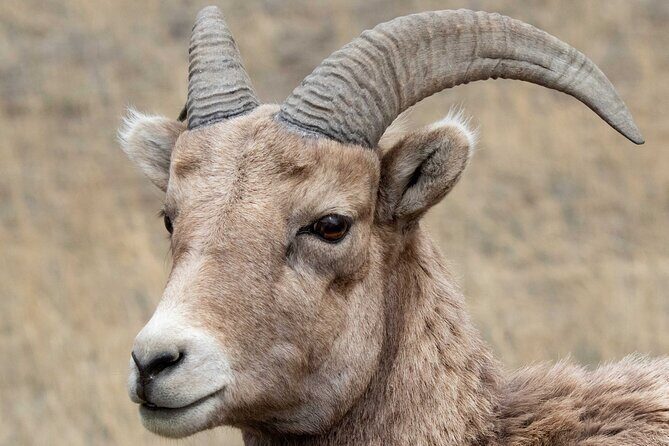 Yellowstone Wildlife Safari in Lamar Valley from West Yellowstone - Detailed Breakdown of the Itinerary