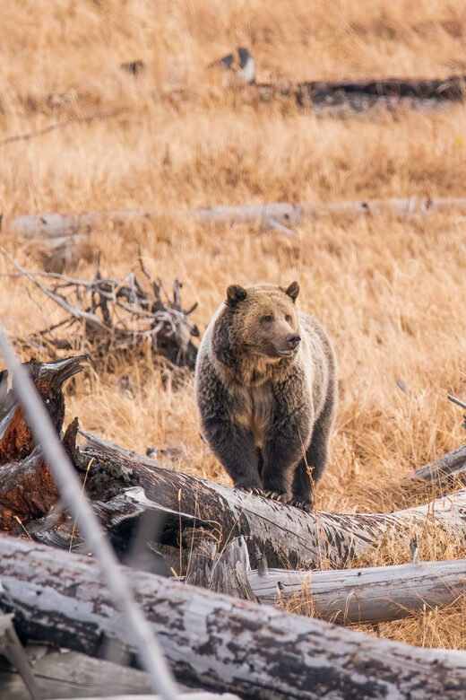 Yellowstone Wildlife Tour - Introduction