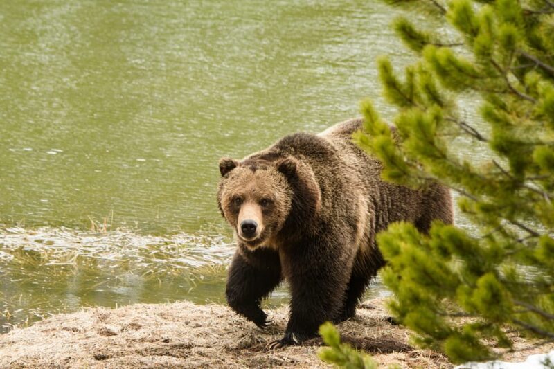 Yellowstone Wildlife Tour - Key Points
