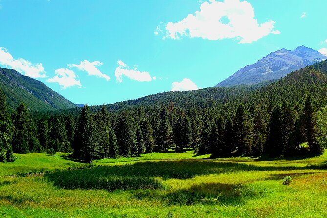 Yellowstone Wildlife Tour - What to Expect from the Yellowstone Wildlife Tour