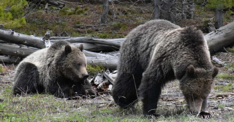 Yellowstone Wildlife Tours: From West Yellowstone Montana - Is It Worth the Price?