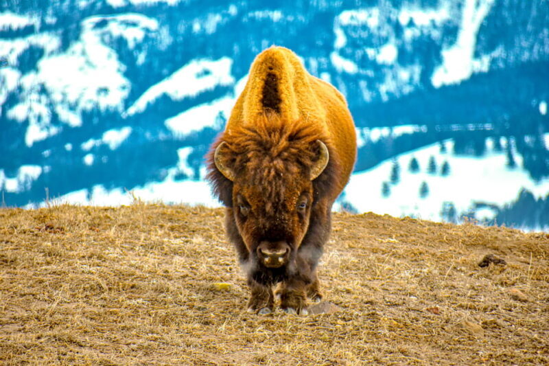 Yellowstone Wildlife Tours: From West Yellowstone Montana - Final Thoughts