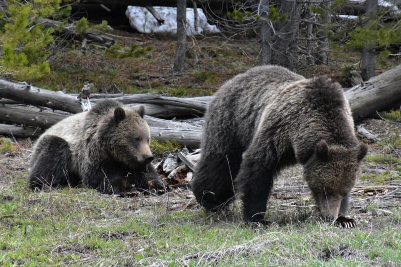 Yellowstone Wildlife Tours: From West Yellowstone Montana - Frequently Asked Questions