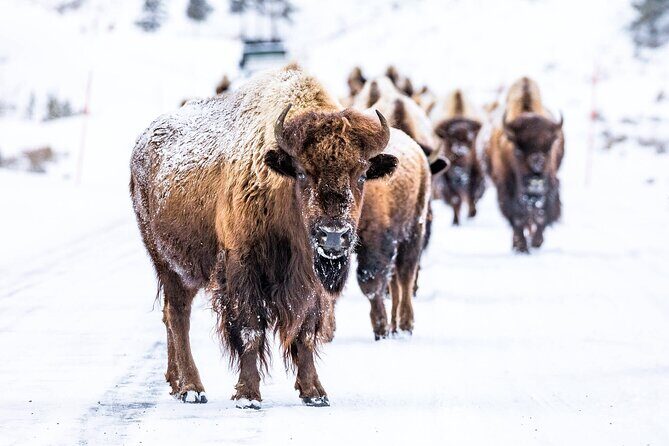 Yellowstone Winter Day Adventure - Key Points