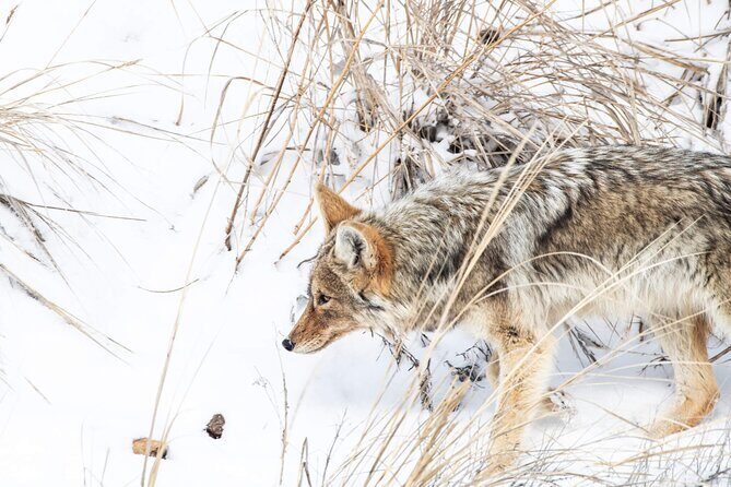 Yellowstone Winter Day Adventure - An In-Depth Look at the Yellowstone Winter Day Adventure