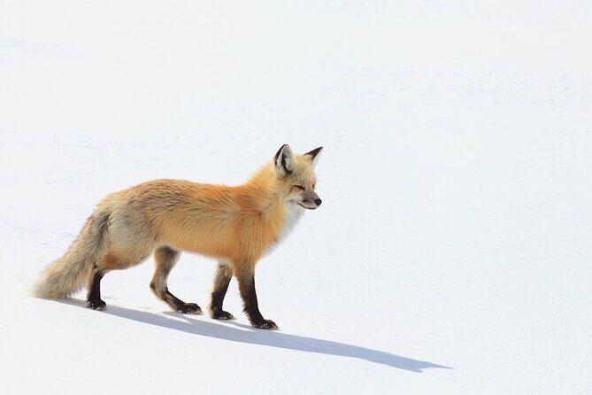 Yellowstone Winter Wildlife Safari from Bozeman - Introduction