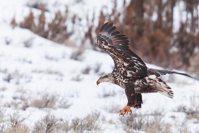 Yellowstone Winter Wildlife Safari from Bozeman - Detailed Breakdown of the Itinerary