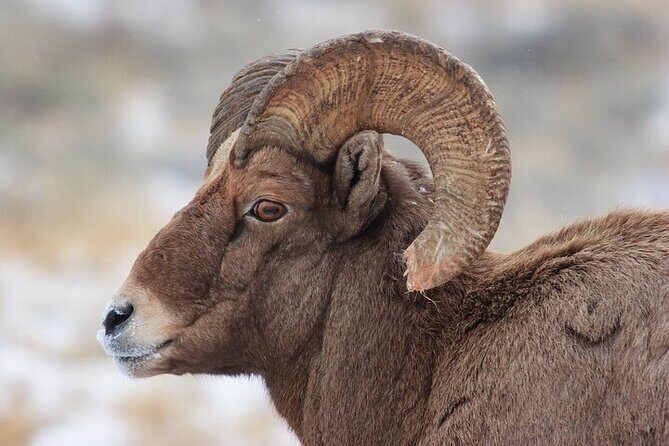 Yellowstone Winter Wildlife Safari from Bozeman - How Good Is the Value?