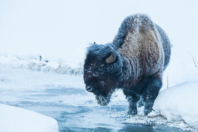 Yellowstone Winter Wildlife Safari from Bozeman - Who Should Consider This Tour?