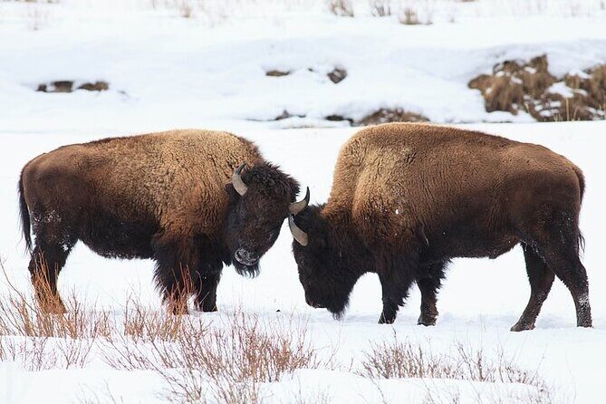 Yellowstone Winter Wildlife Safari from Bozeman - The Sum Up