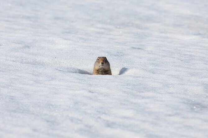 Yellowstone Winter Wildlife Safari from Bozeman - FAQ
